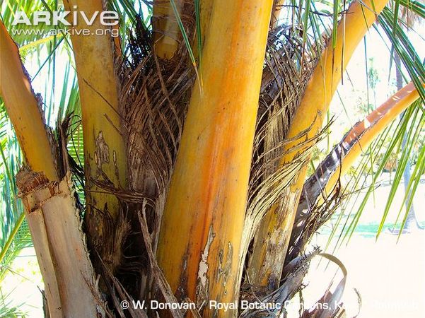 Jubaeopsis caffra - Palmpedia - Palm Grower's Guide