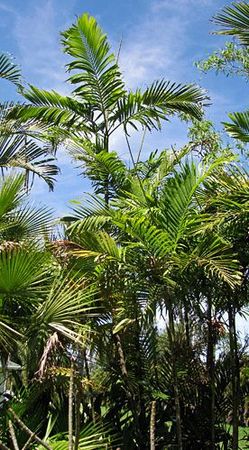 Ptychosperma lineare - Palmpedia - Palm Grower's Guide