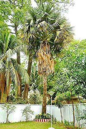 Corypha taliera - Palmpedia - Palm Grower's Guide
