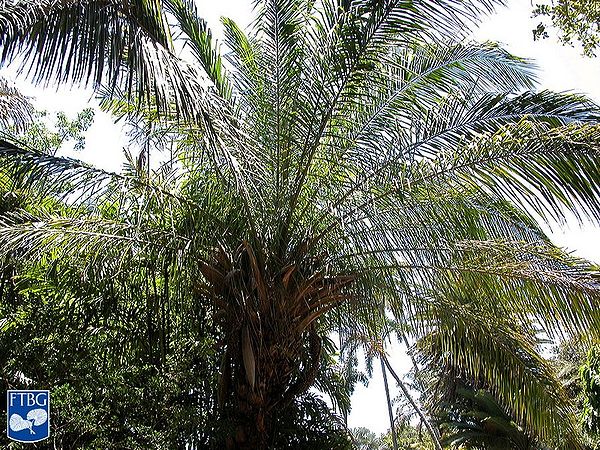 Attalea leandroana - Palmpedia - Palm Grower's Guide