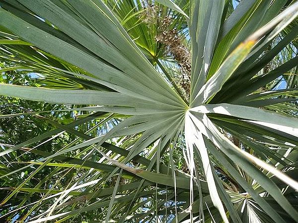 Brahea aculeata - Palmpedia - Palm Grower's Guide