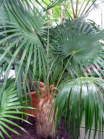Coccothrinax crinita - Palmpedia - Palm Grower's Guide