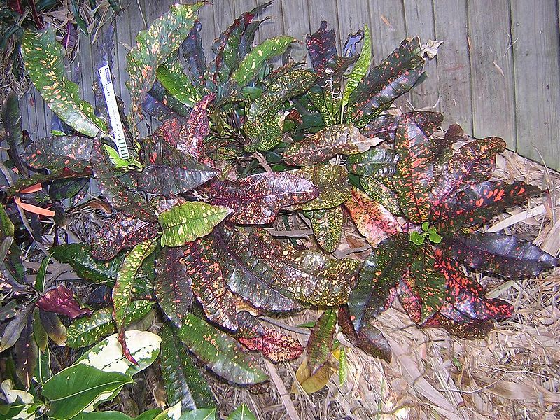 FRECKLES - Palmpedia - Palm Grower's Guide