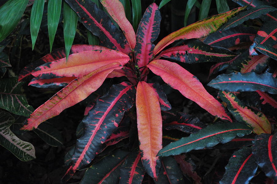 GENERAL MARSHALL - Palmpedia - Palm Grower's Guide