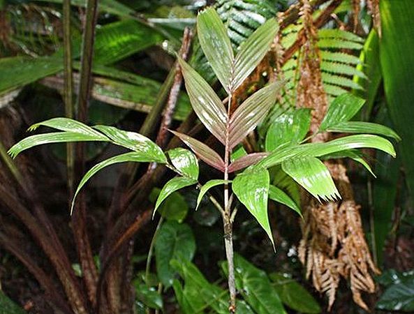 Pinanga geonomiformis - Palmpedia - Palm Grower's Guide