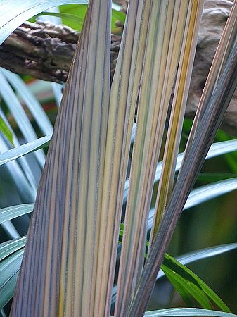 Loxococcus rupicola - Palmpedia - Palm Grower's Guide