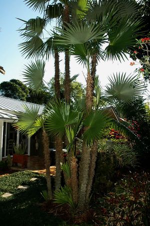 Zombia antillarum - Palmpedia - Palm Grower's Guide