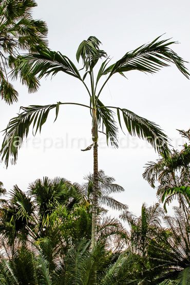 Veitchia metiti - Palmpedia - Palm Grower's Guide