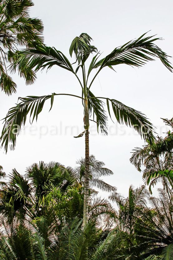 Veitchia metiti - Palmpedia - Palm Grower's Guide