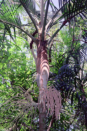 Cyphophoenix alba - Palmpedia - Palm Grower's Guide
