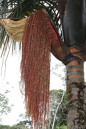 Oenocarpus bacaba - Palmpedia - Palm Grower's Guide