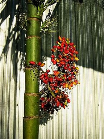 Areca concinna - Palmpedia - Palm Grower's Guide