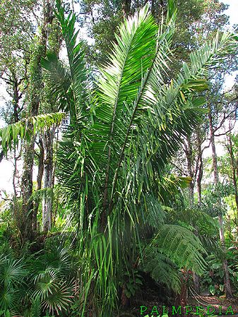 Attalea butyracea - Palmpedia - Palm Grower's Guide