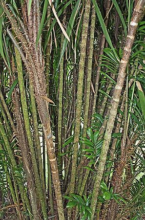 Bactris guineensis - Palmpedia - Palm Grower's Guide