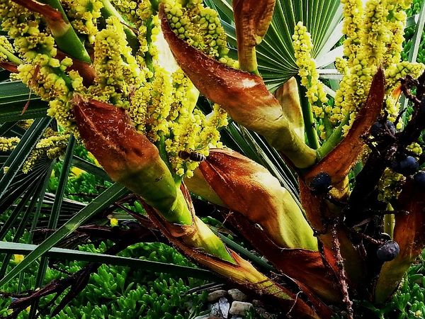 Trachycarpus nanus - Palmpedia - Palm Grower's Guide