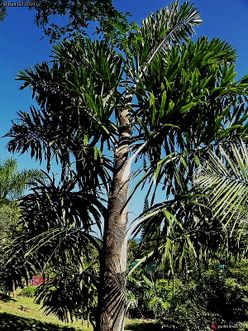 Wallichia disticha - Palmpedia - Palm Grower's Guide
