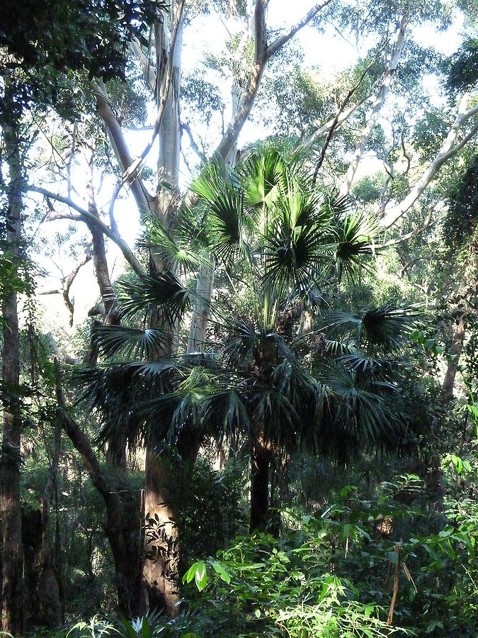Livistona australis - Palmpedia - Palm Grower's Guide