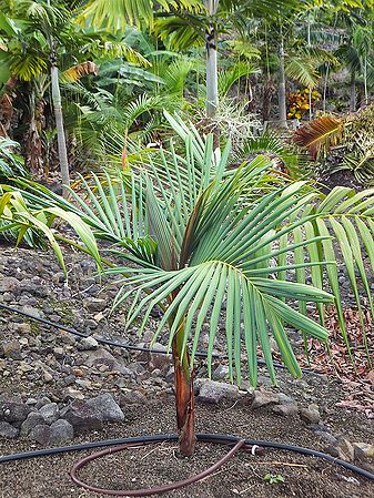 Loxococcus rupicola - Palmpedia - Palm Grower's Guide