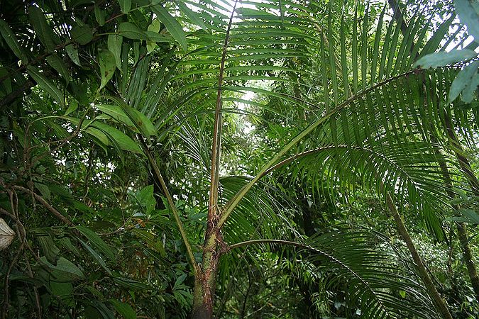 Pinanga philippinensis - Palmpedia - Palm Grower's Guide