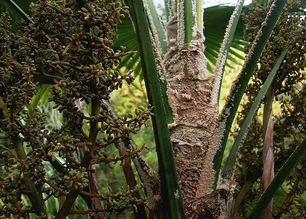 Trachycarpus martianus - Palmpedia - Palm Grower's Guide