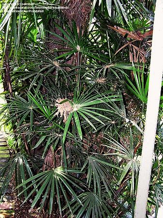 Rhapis multifida - Palmpedia - Palm Grower's Guide