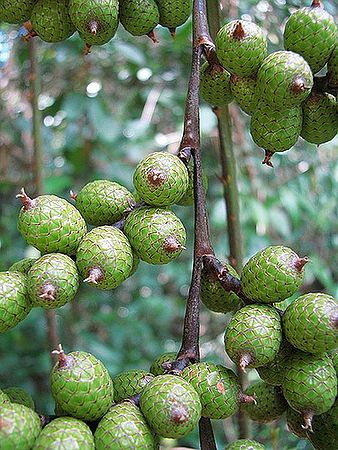 Calamus australis - Palmpedia - Palm Grower's Guide