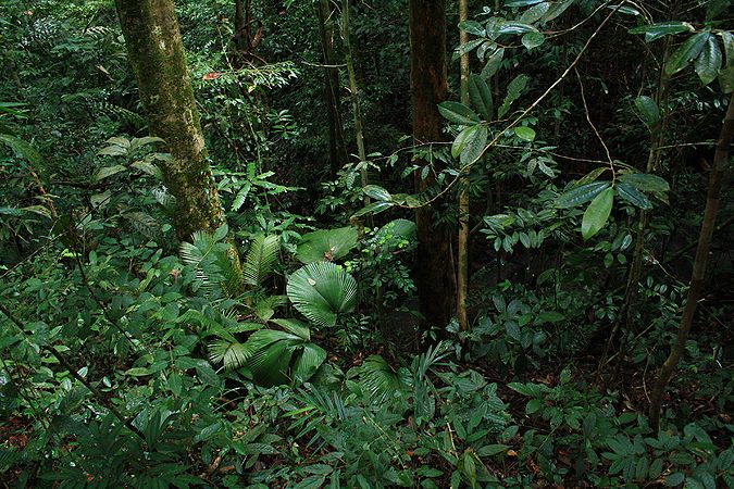 Licuala orbicularis - Palmpedia - Palm Grower's Guide