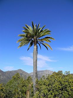 Jubaea chilensis - Palmpedia - Palm Grower's Guide