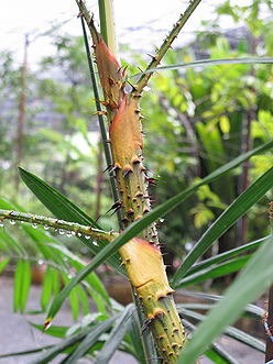 Daemonorops didymophylla - Palmpedia - Palm Grower's Guide