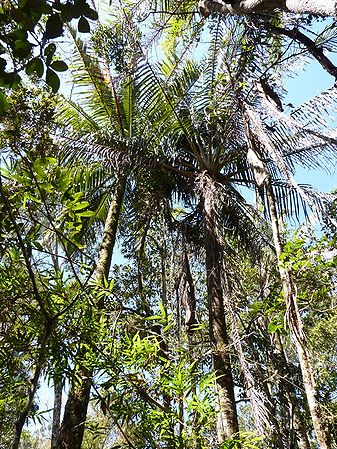 Ravenea madagascariensis - Palmpedia - Palm Grower's Guide