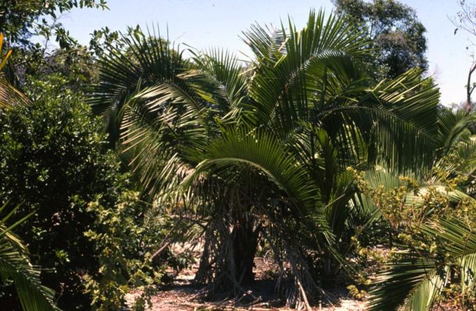 Attalea humilis - Palmpedia - Palm Grower's Guide