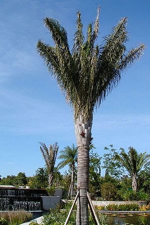 Attalea cohune - Palmpedia - Palm Grower's Guide