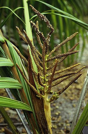 Barcella odora - Palmpedia - Palm Grower's Guide