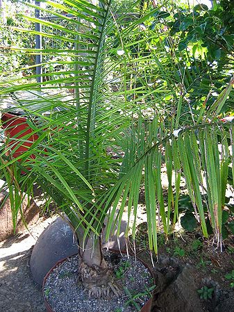 Ravenea lakatra - Palmpedia - Palm Grower's Guide
