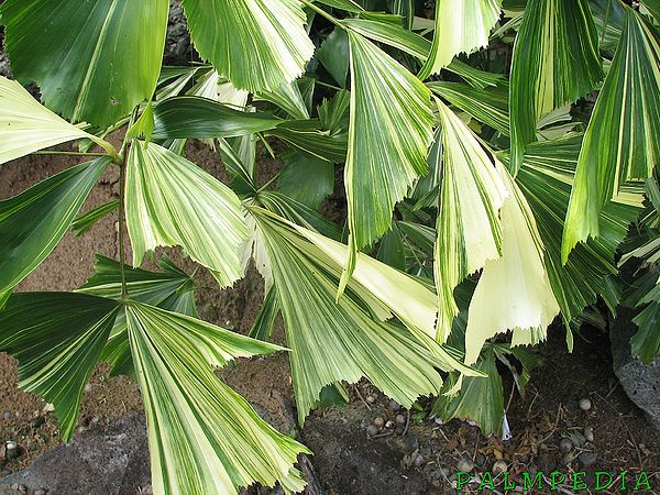 Caryota mitis 'variegata' - Palmpedia - Palm Grower's Guide