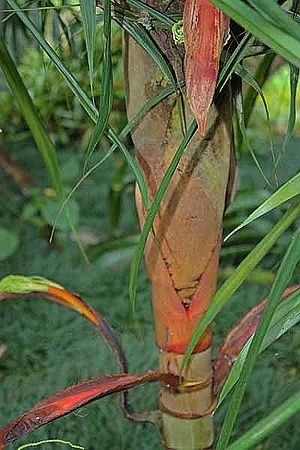 Dypsis rivularis - Palmpedia - Palm Grower's Guide
