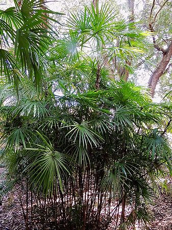 Rhapis multifida - Palmpedia - Palm Grower's Guide