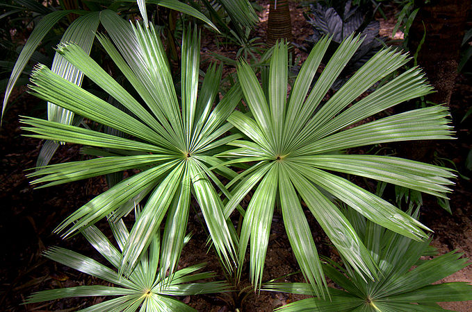 Licuala paludosa - Palmpedia - Palm Grower's Guide