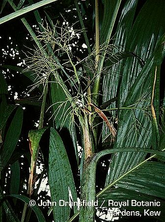 Roscheria melanochaetes - Palmpedia - Palm Grower's Guide