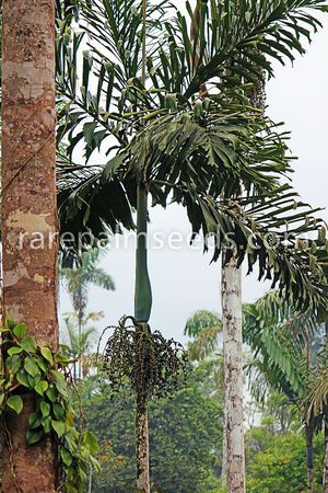Socratea hecatonandra - Palmpedia - Palm Grower's Guide