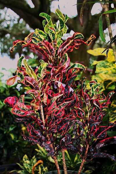 CANDY CANE - Palmpedia - Palm Grower's Guide