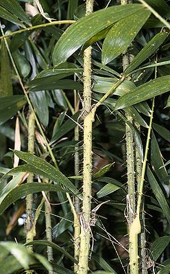 Calamus erioacanthus - Palmpedia - Palm Grower's Guide