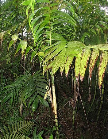 Chamaedorea tepejilote - Palmpedia - Palm Grower's Guide