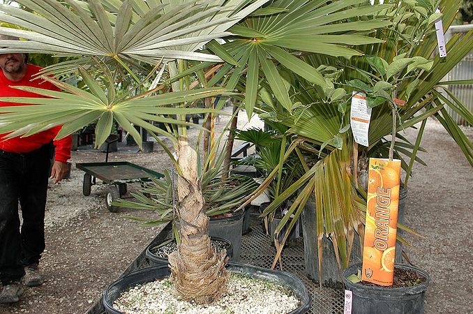 Coccothrinax miraguama - Palmpedia - Palm Grower's Guide
