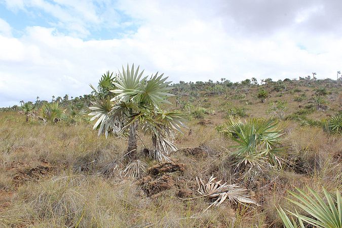 Coccothrinax macroglossa - Palmpedia - Palm Grower's Guide