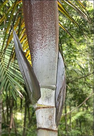 Cyphophoenix alba - Palmpedia - Palm Grower's Guide