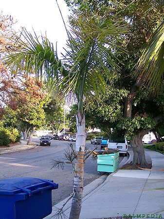 Gaussia maya - Palmpedia - Palm Grower's Guide