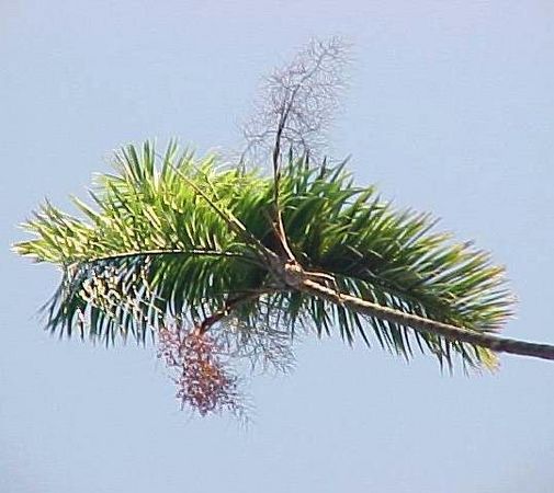 Gaussia princeps - Palmpedia - Palm Grower's Guide