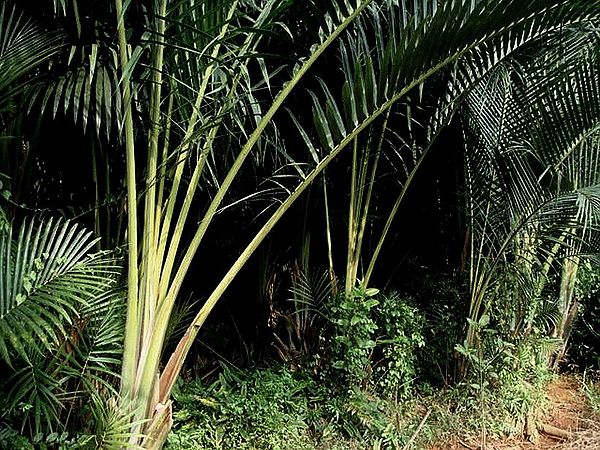 Metroxylon sagu - Palmpedia - Palm Grower's Guide