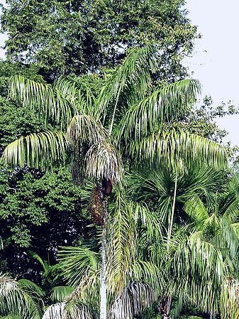 Oenocarpus bataua - Palmpedia - Palm Grower's Guide